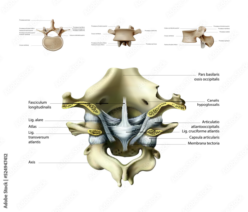 Poster Ligaments and joints of the cervical vertebrae and the occipital ...