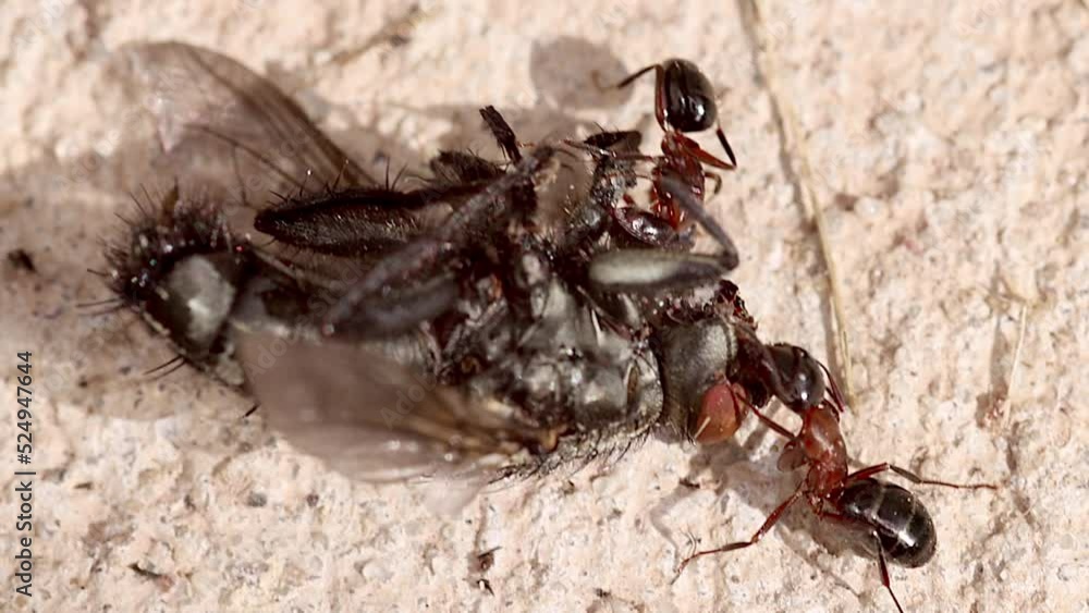Two ants eating and trying to dismantle a dead fly carcass. One is ...