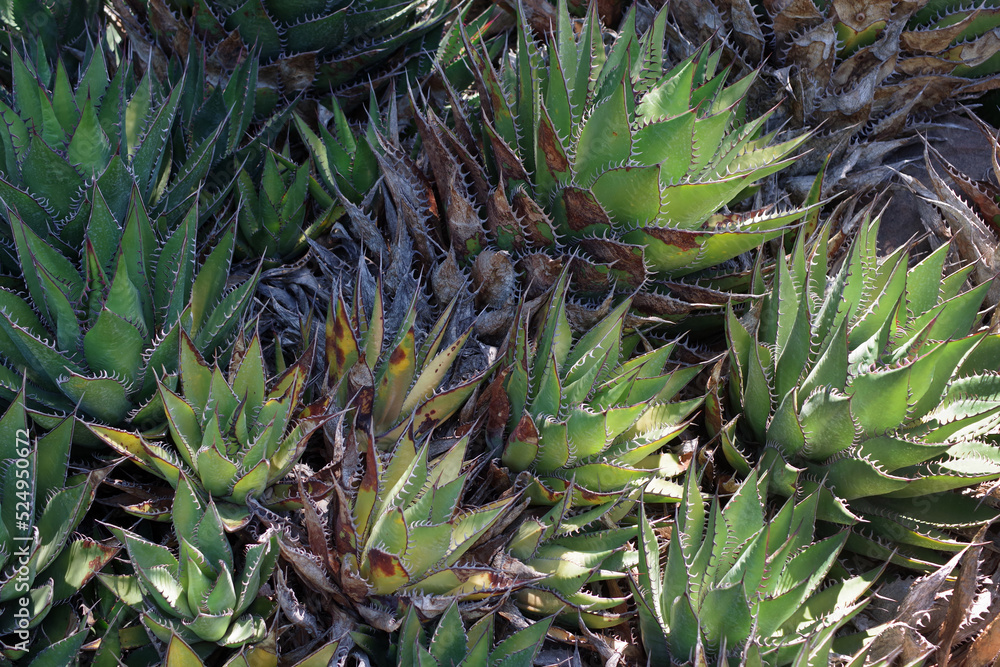 Shaw’s Agave succulent plants with teeth-like sharp spikes on the edges ...