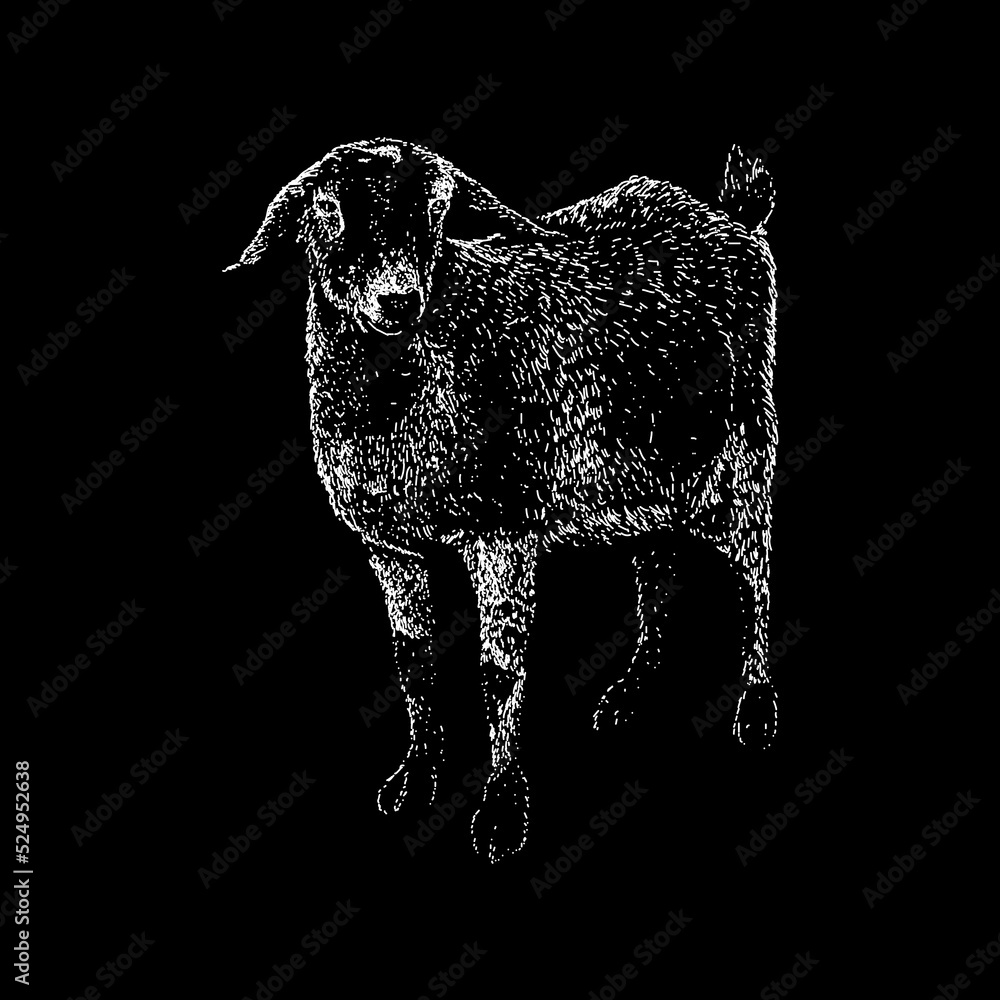 Kinder Goat hand drawing vector illustration isolated on black ...