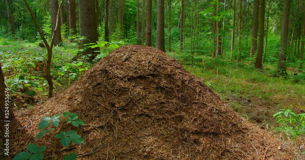 Anthill, formicary. Wild life of ants in the forest in ant-heap. The ...