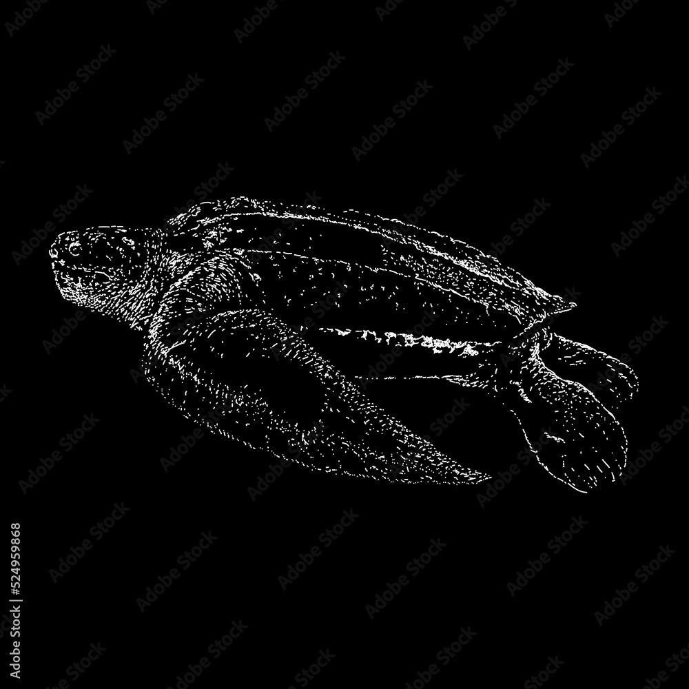 Leatherback Sea Turtle hand drawing vector illustration isolated on ...