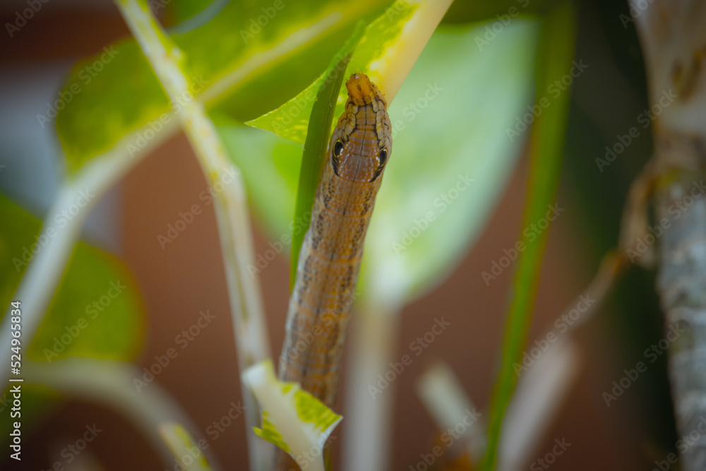 Caterpillar of hawk moth species, mimicking the head of a snake ...