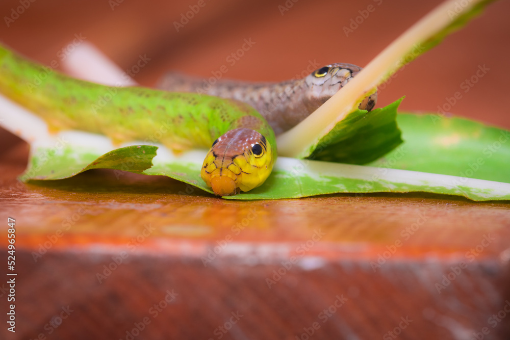 Caterpillar of hawk moth species, mimicking the head of a snake ...