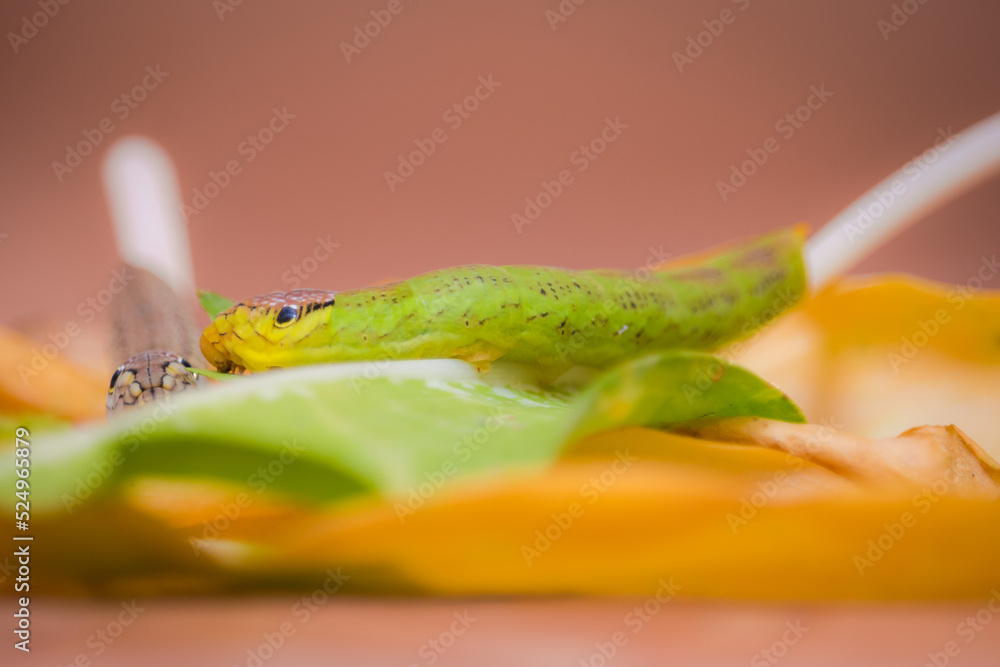 Caterpillar of hawk moth species, mimicking the head of a snake ...