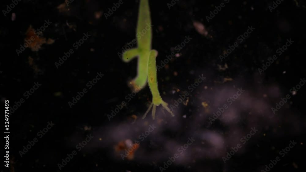 Hydra under the microscope, Hydra is a genus of small, fresh-water ...