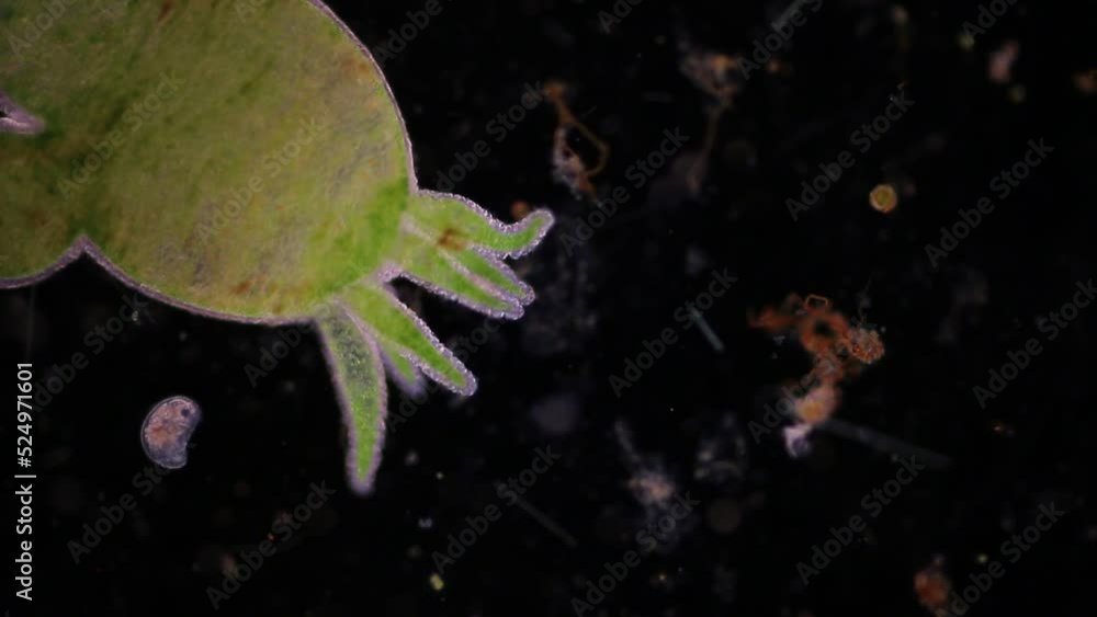 Hydra under the microscope, Hydra is a genus of small, fresh-water ...