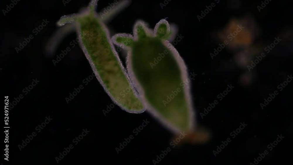 Hydra under the microscope, Hydra is a genus of small, fresh-water ...