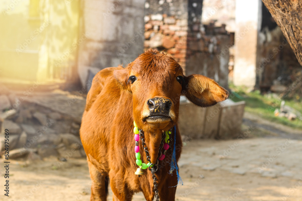 Indian cows eating grass and walking in field Haryana, India. Indian ...