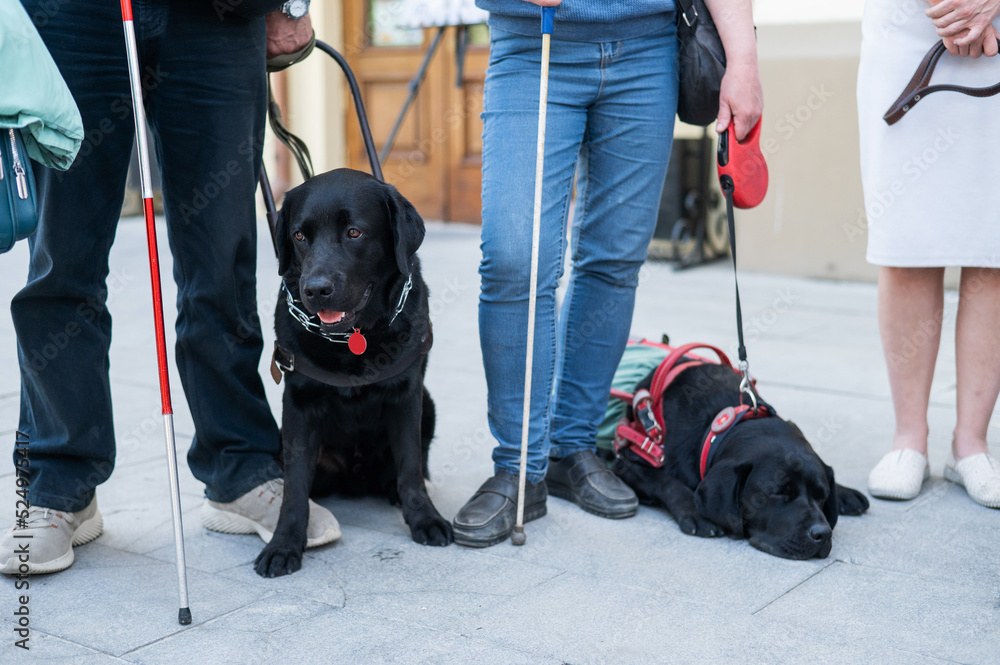 Black Labradors work as guide dogs for blind people. Stock Photo ...
