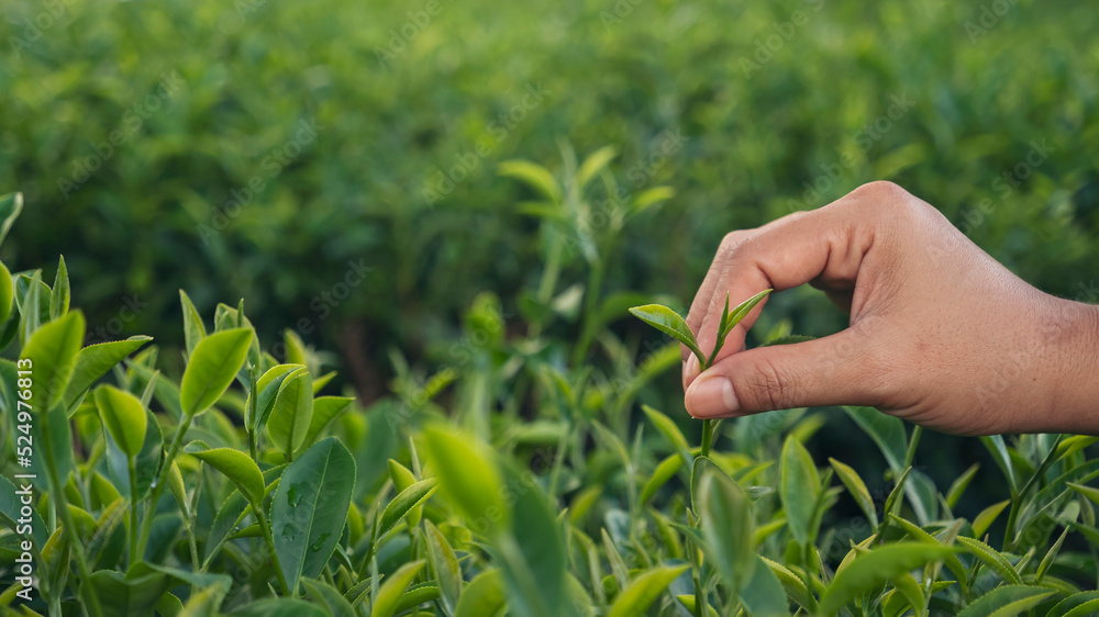 Woman hand plucking green tea tree picking bud young tender camellia ...