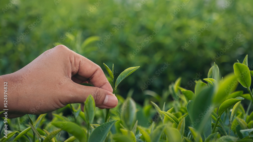Woman hand plucking green tea tree picking bud young tender camellia ...