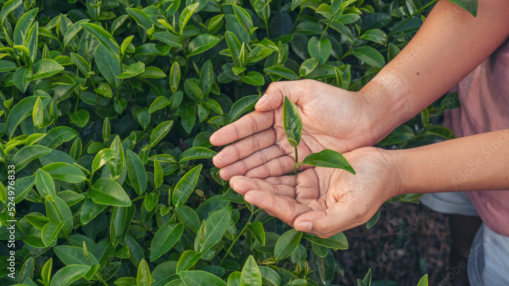 Foto de Woman hand plucking green tea tree picking bud young tender ...