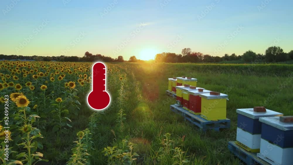 Global warming cause potential extinction of bees colony suffering ...