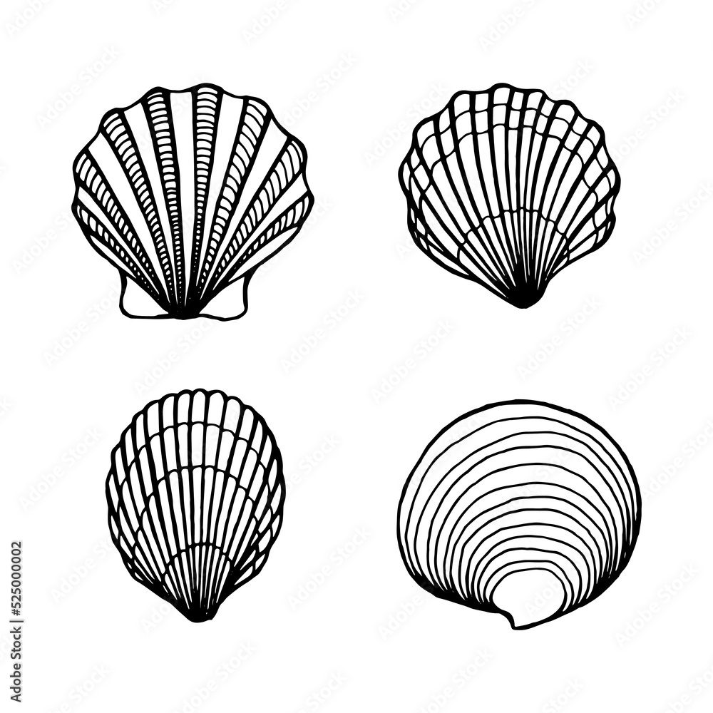 Seashells set. Marine background. Hand drawn vector illustration ...