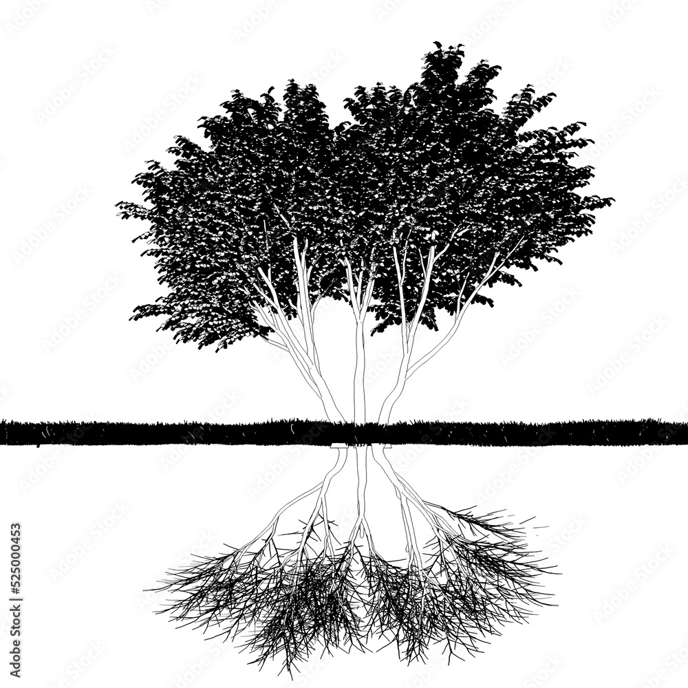 tree root system, cg illustration, sketch, outline Stock Illustration ...