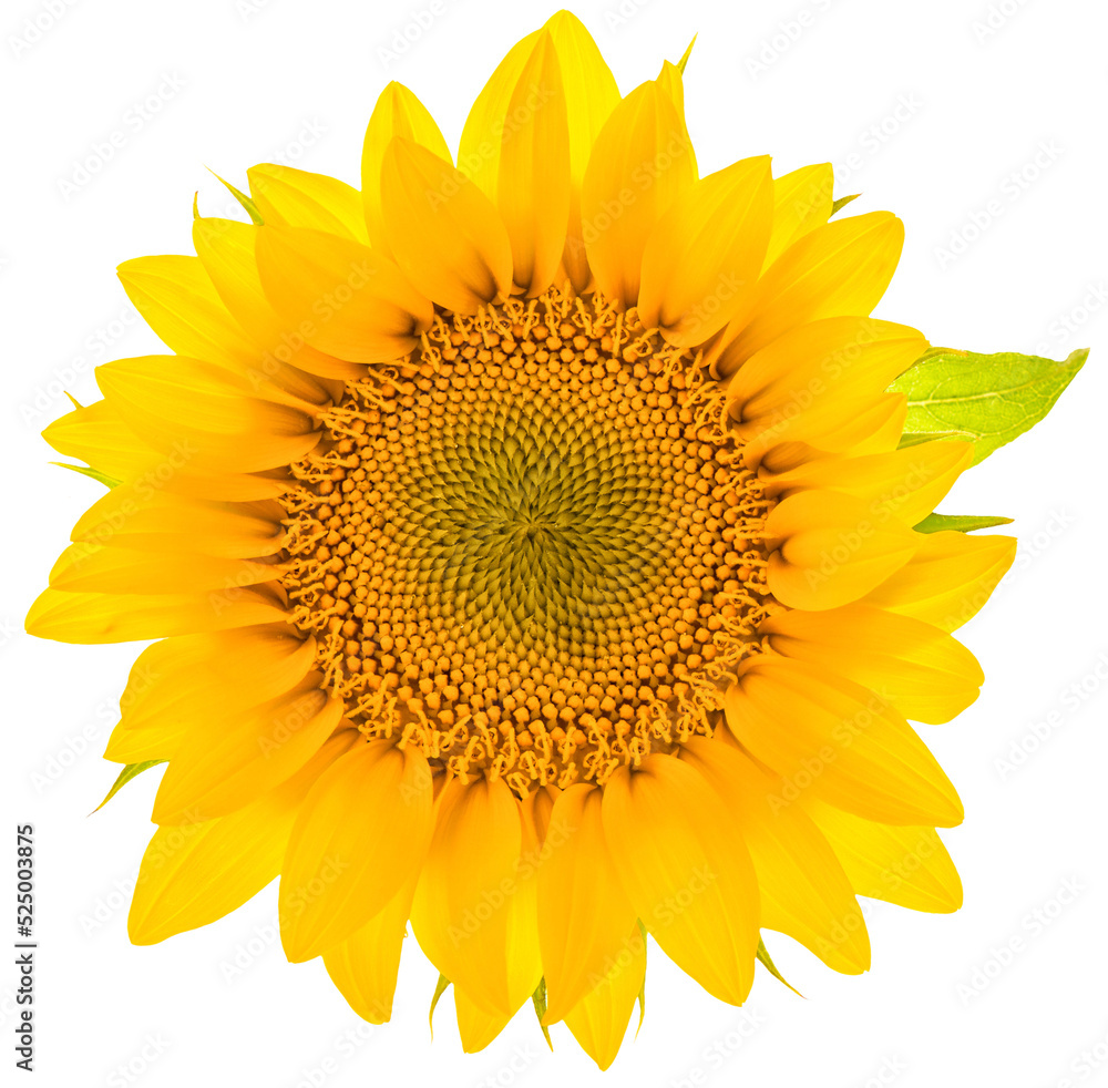 PNG flower head. Sunflower bloom transparent background Stock Photo ...