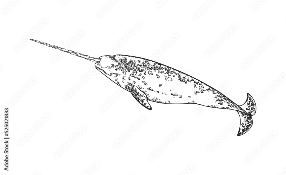 Hand drawn monochrome narwhal sketch style, vector illustration Stock ...