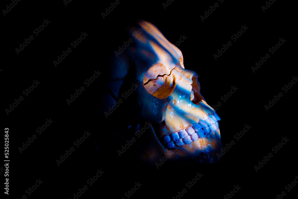 Model of a human skull illuminated with blue and yellow stripes of ...
