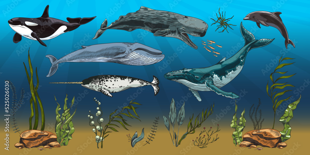 Poster Undersea background with large marine mammals flat vector ...