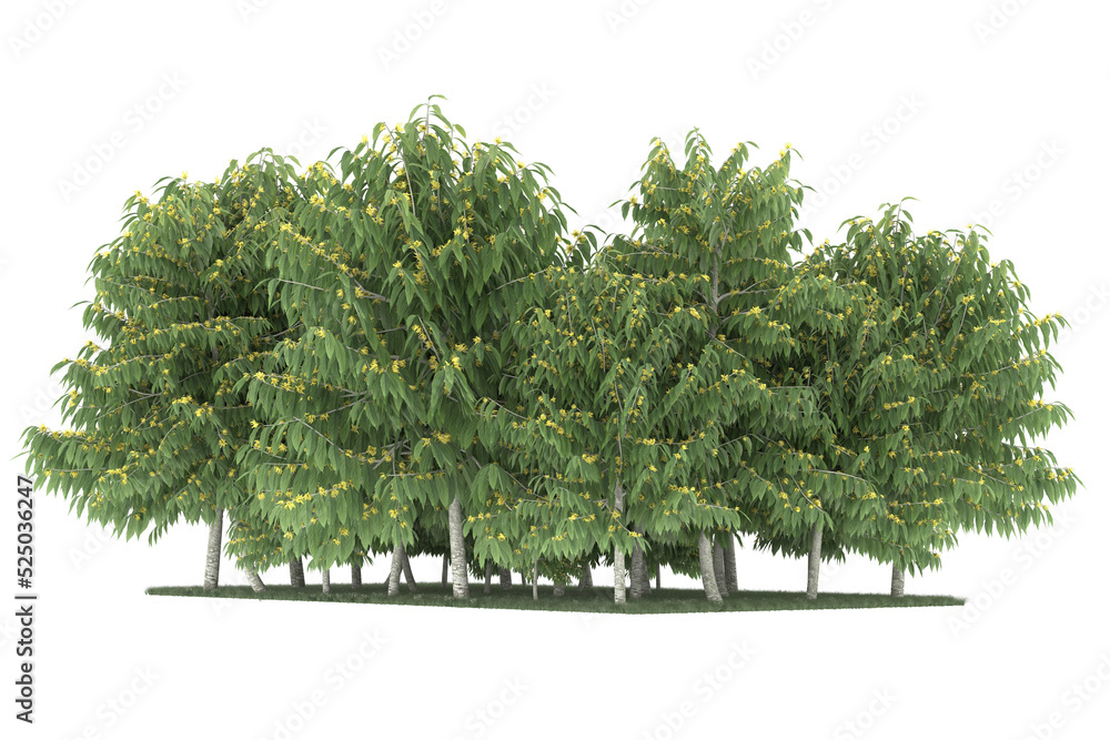 Forest on transparent background. 3d rendering - illustration Stock ...