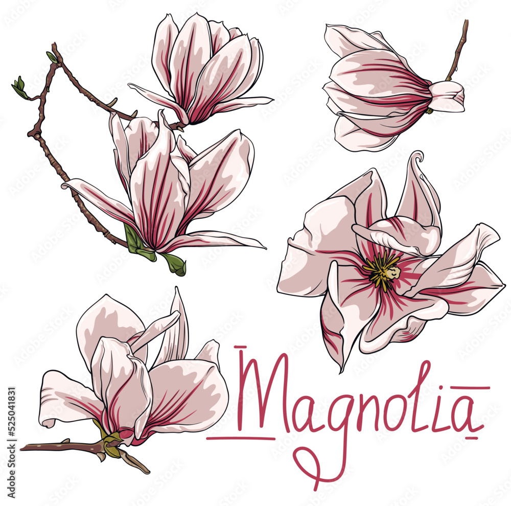vector flowers and branches of magnolia on a white background. magnolia ...