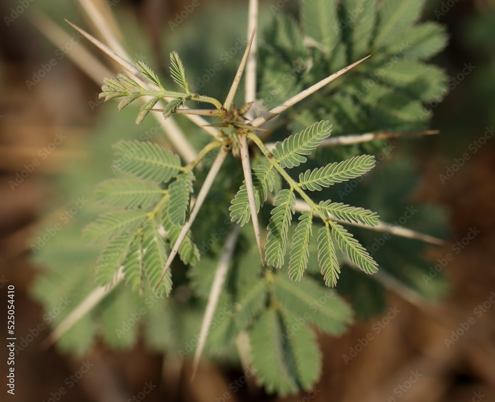 Closeup of gum arabic tree. Babul tree. Thorny acacia. Thorn mimosa ...