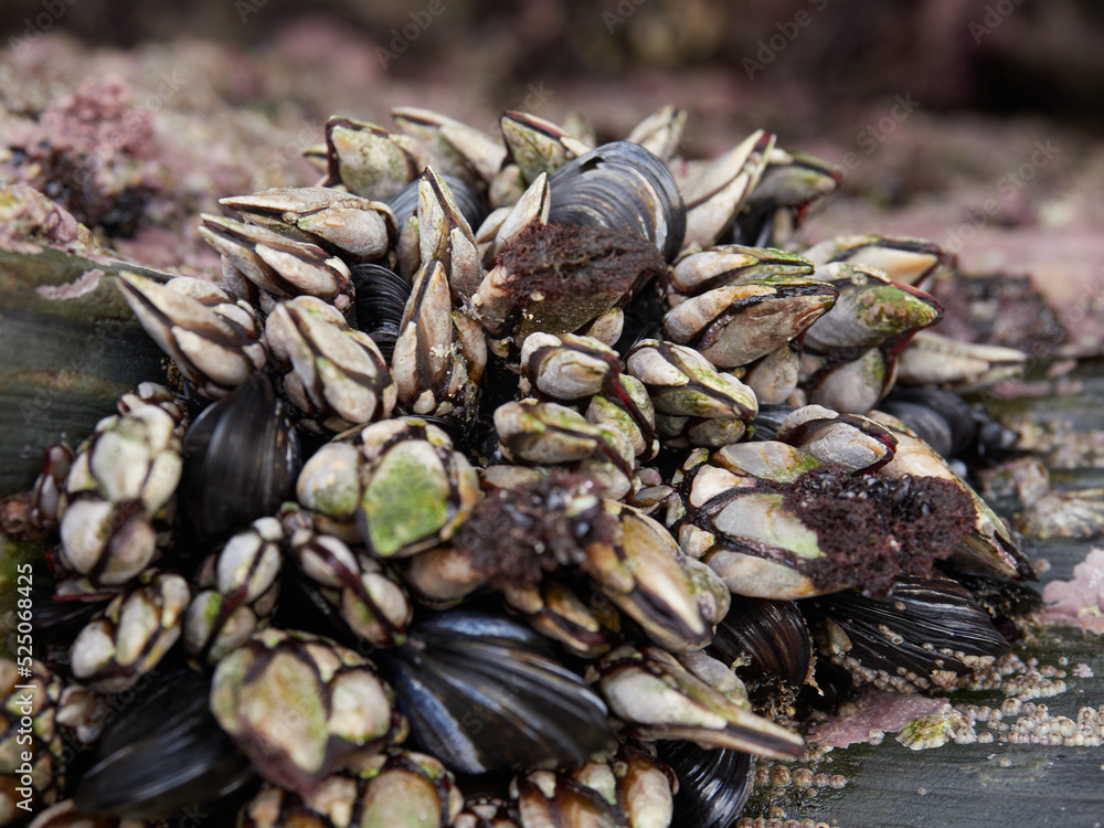 Barnacles and mussels in the lower estuaries of the Playa de las ...