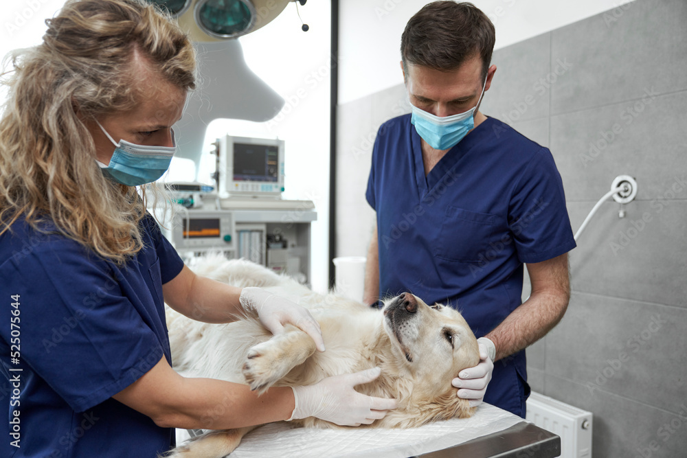 Veterinarian team preparing dog for surgery on operating table Stock ...