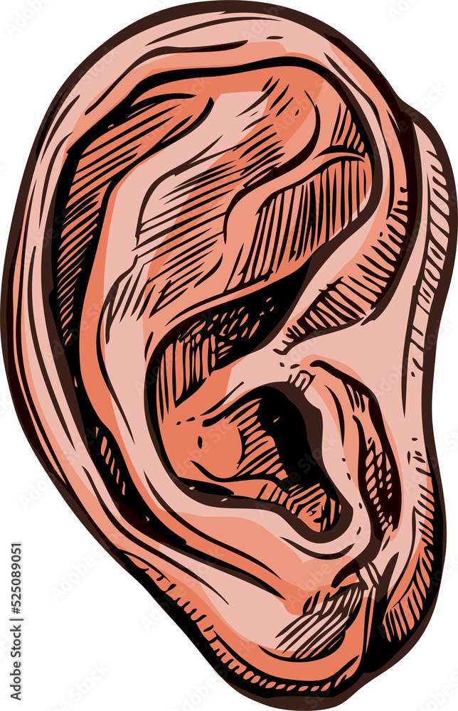 Human ear isolated organ of hearing vector anatomy Stock Illustration ...