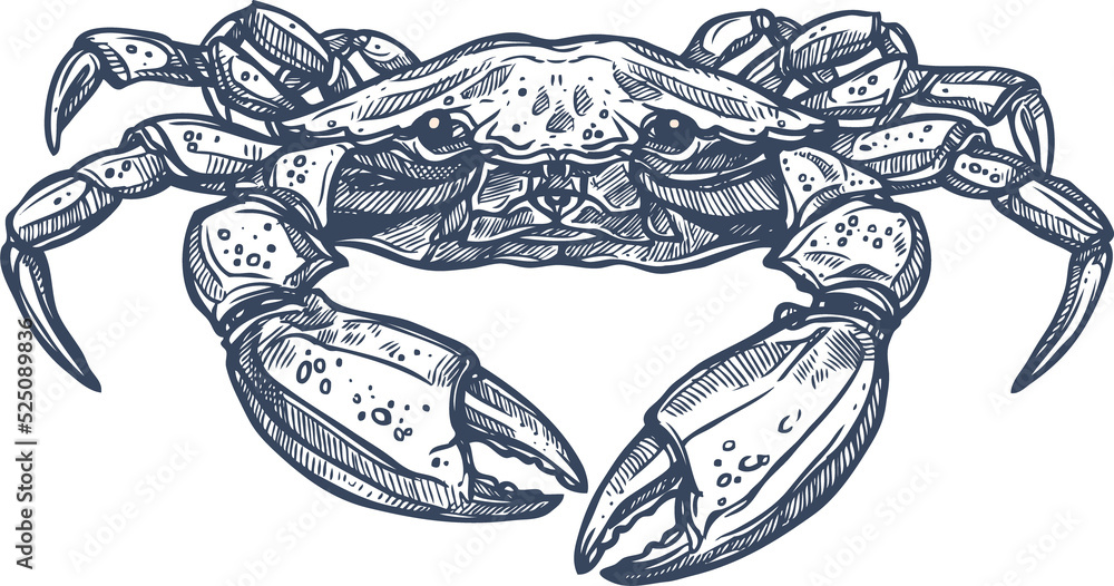 Hand drawn crab sketch isolated marine animal Stock Illustration ...