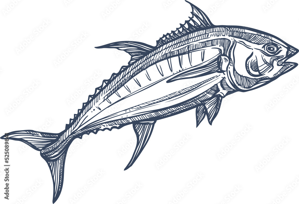 Tuna, thunnini, bullet atlantic bluefin tunny fish Stock Illustration ...