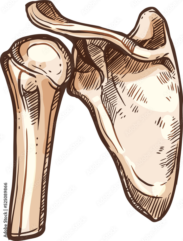 Human shoulder bones scapula, clavicle, humerus Stock Illustration ...