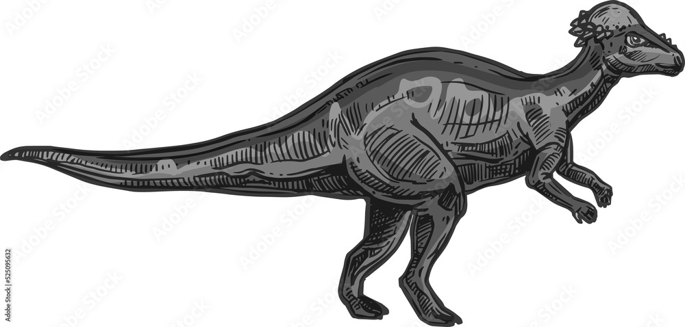 Tyrannosaurus-rex crest on skull isolated dinosaur Stock-Illustration ...