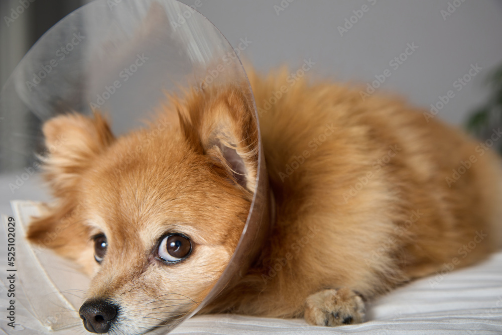 Sad little dog in a veterinary clinic is being treated for a disease ...
