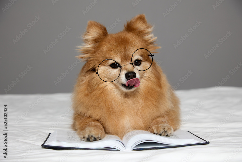 Fluffy German Spitz breed dog of bright red color with glasses lay down ...