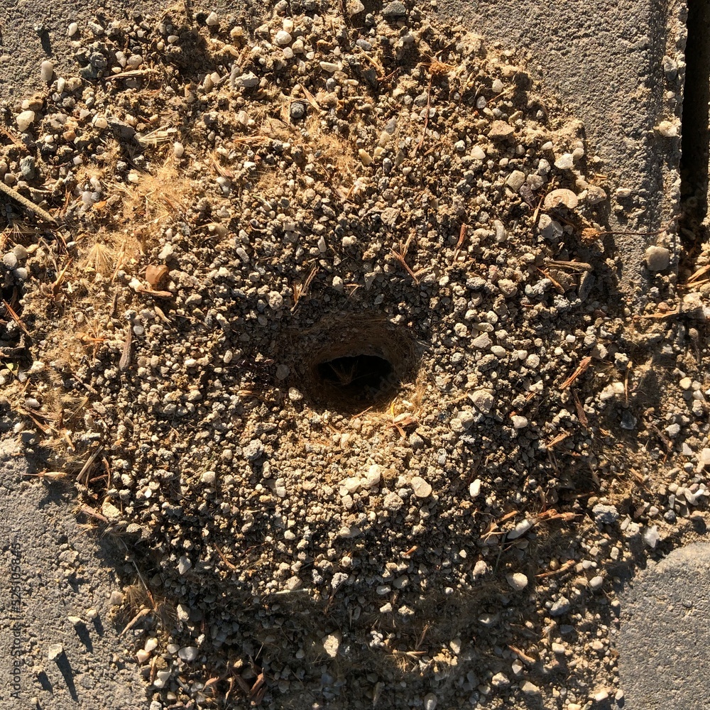 Top view of an anthill, ant hill entrance on a pavement pavers on a ...