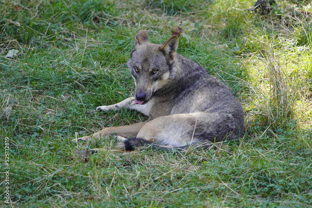 The wolf (Canis lupus), also known as the gray wolf or grey wolf, is a ...