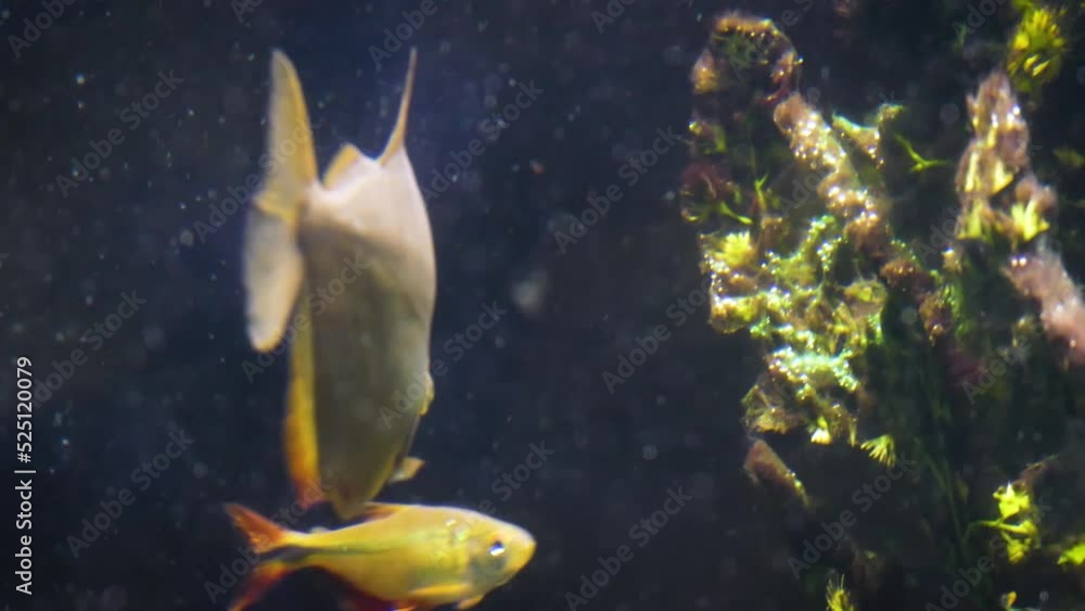Spotted silver dollars (Metynnis lippincottianus) and Buenos Aires ...