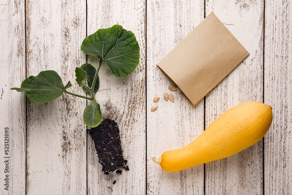 Flat lay view of yellow squash three stage life cycle from seed to ...