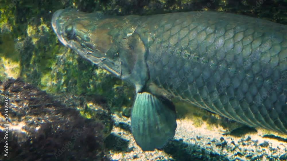 A large pirarucu (Arapaima gigas), one of the world's biggest ...