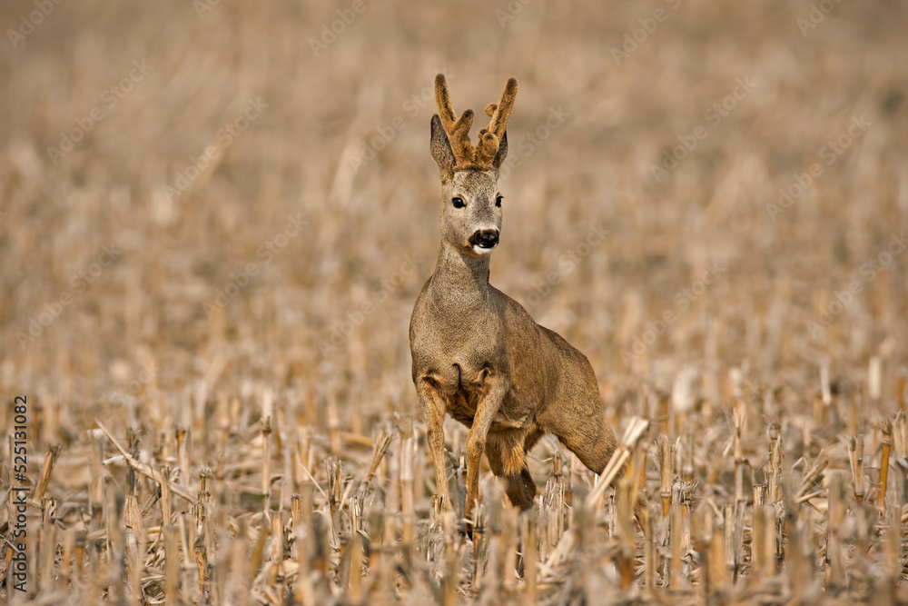 Roe deer, capreolus capreolus, buck approaching from front on a corn ...
