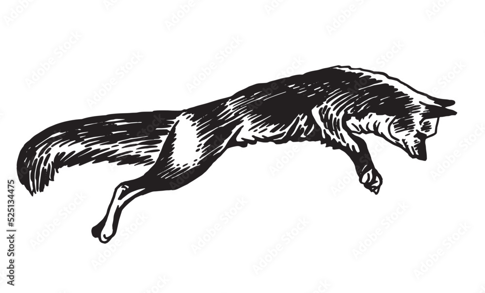 Vector ink pen drawing of fox jumping ,graphics Stock Vector | Adobe Stock