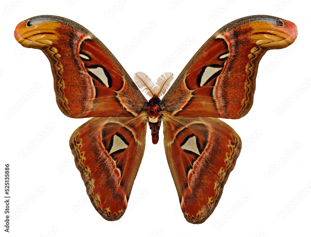 Attacus Atlas