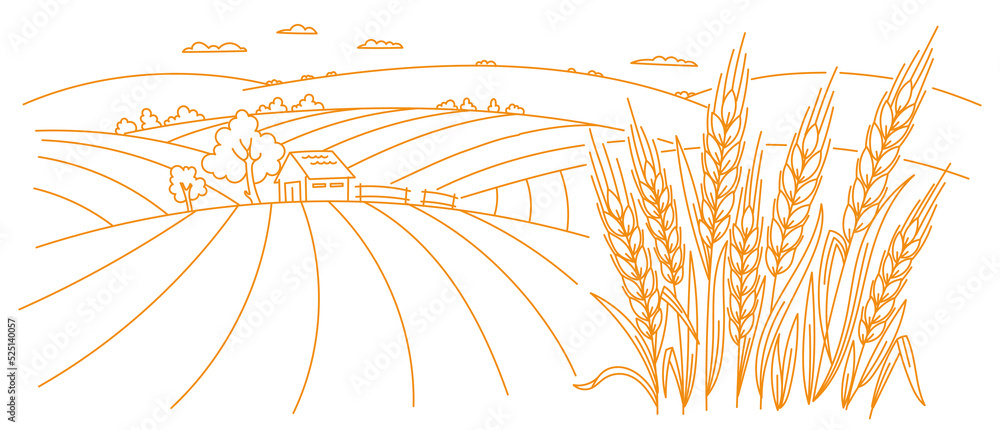 Organic field farm. Ranch barn. Cereal agriculture wrapper. Spikelets ...