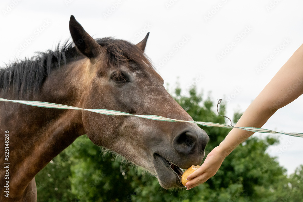 cheval, animal, âne, ferme, gazon, brun, nature, champ, mammifère ...