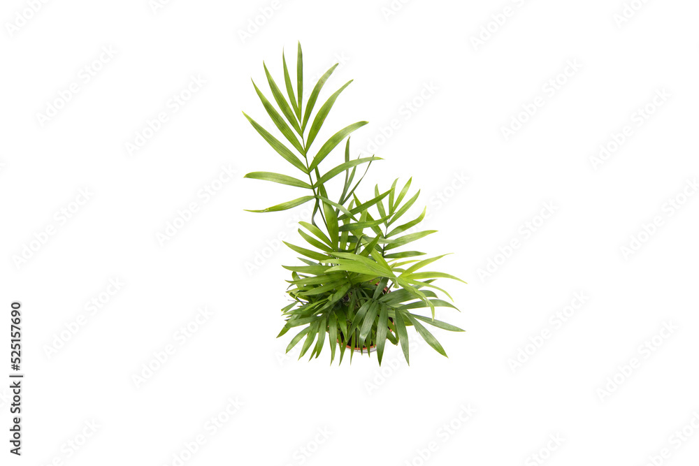 Areca palm top view, isolated on white background. Dypsis lutescens ...