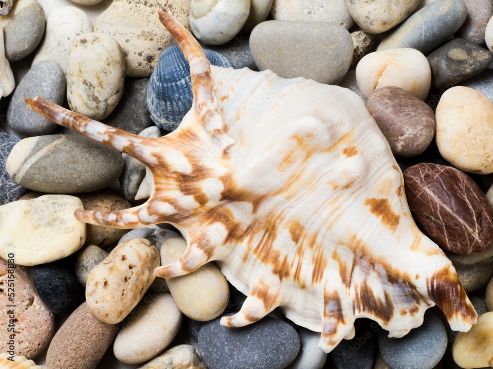 Seashell - spider conch (Lambis lambis),laid on the beach pebbles ...