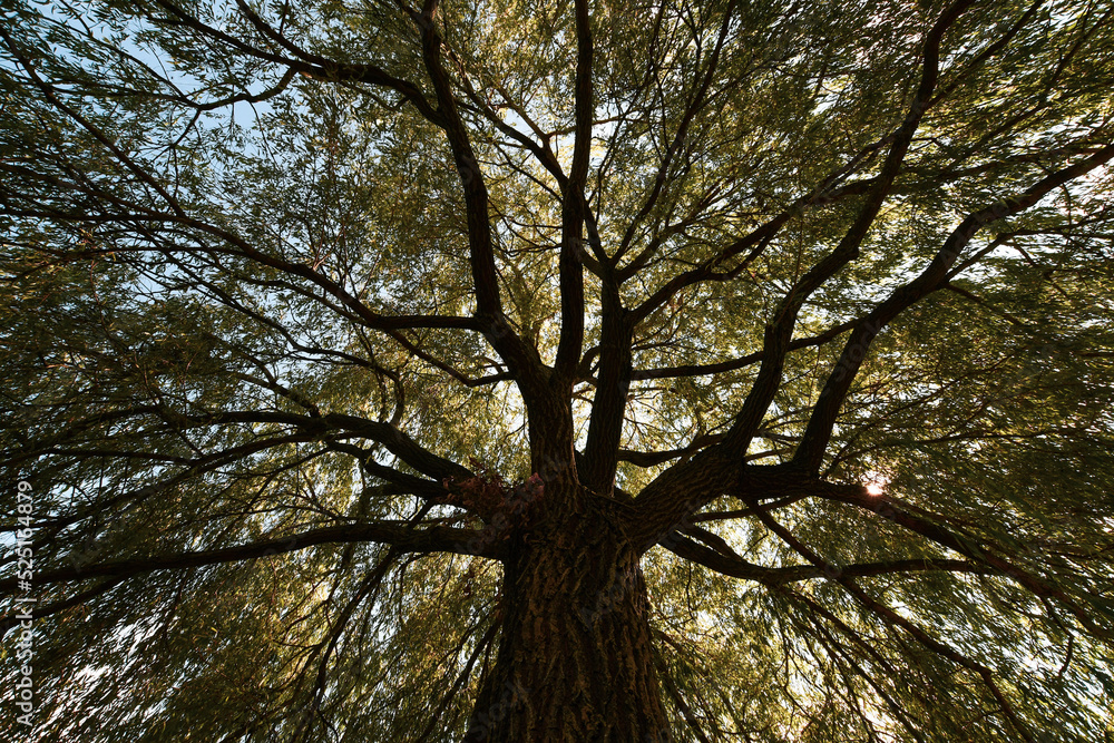 ALBERI SECOLARI Stock Photo | Adobe Stock
