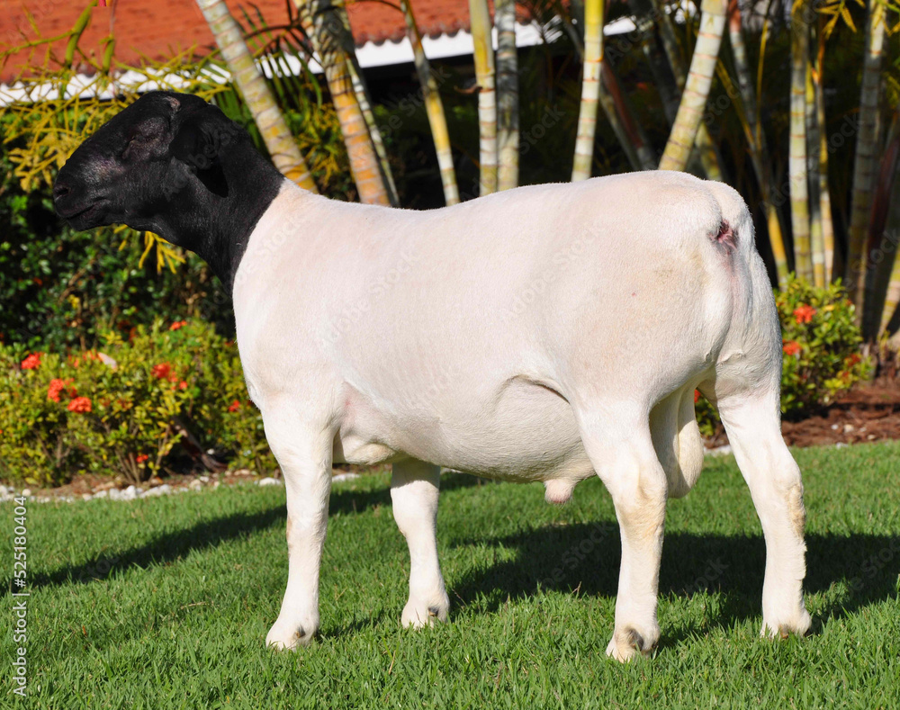Male dorper ram very awarded in Brazil. The Dorper is a breed developed ...